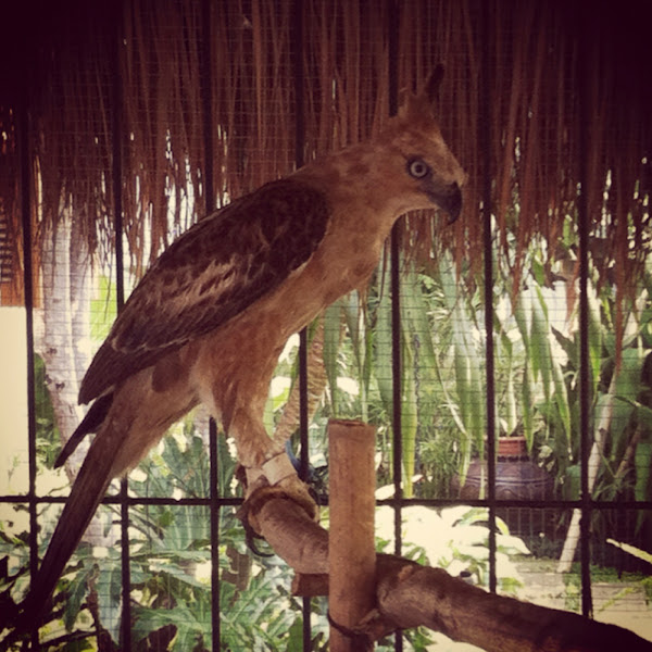 Javan Hawk-Eagle | Project Noah