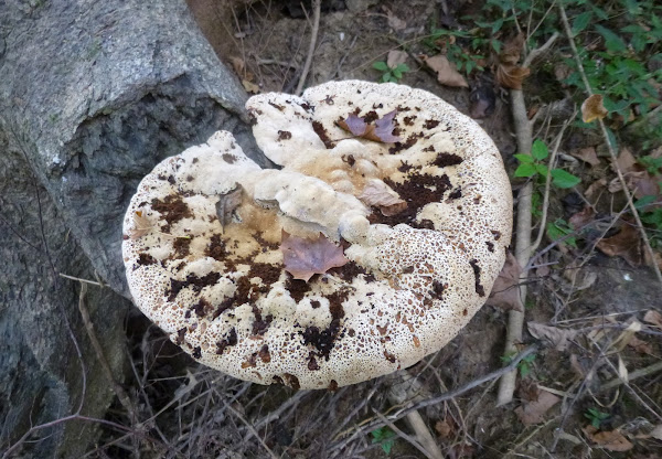 Resinous Polypore | Project Noah