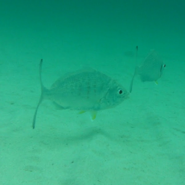 Silver Jenny or Silver Mojarra | Project Noah