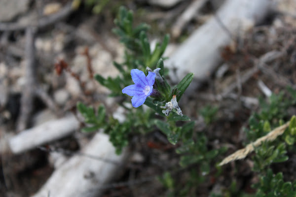 Creeping Gromwell,Erva-das-sete-sangrias | Project Noah