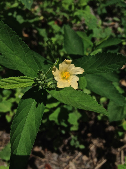 Arrowleaf Sida | Project Noah