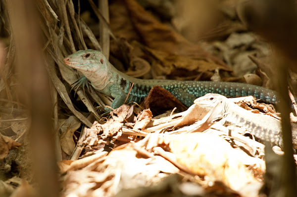 Puerto Rican ground lizard | Project Noah