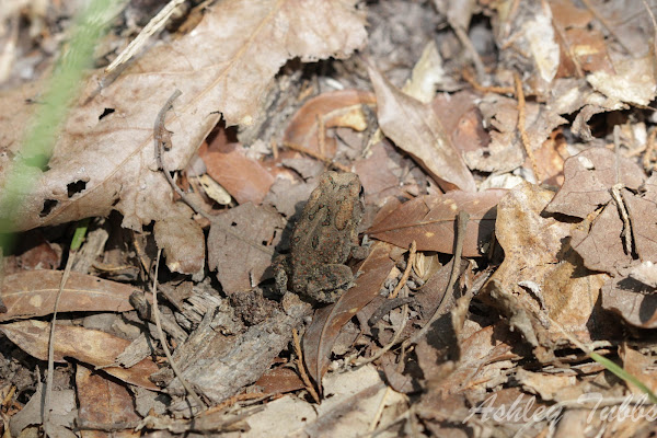 Fowler's Toad | Project Noah