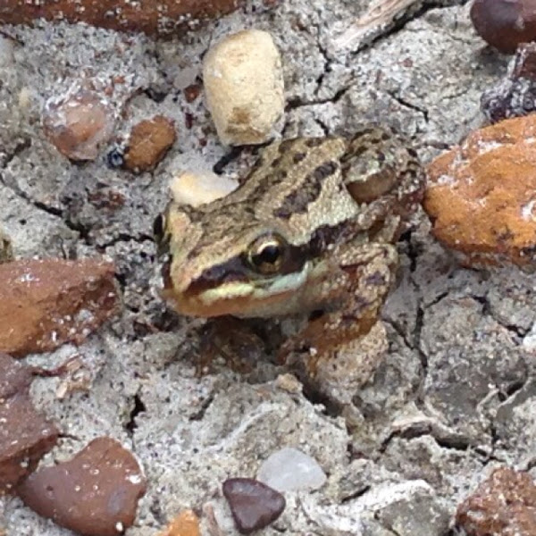 Boreal Chorus Frog | Project Noah