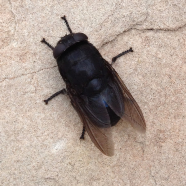 Rodent or rabbit bot fly | Project Noah