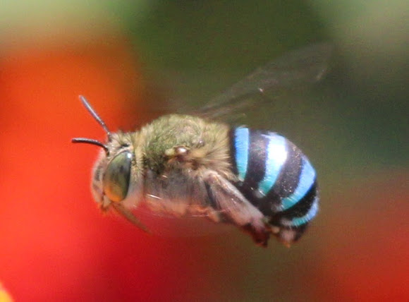 Blue Banded Bee | Project Noah