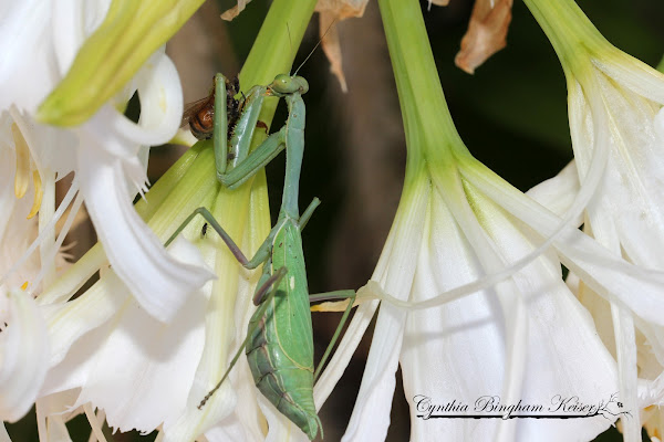 Bordered Mantis eating Honey bee | Project Noah
