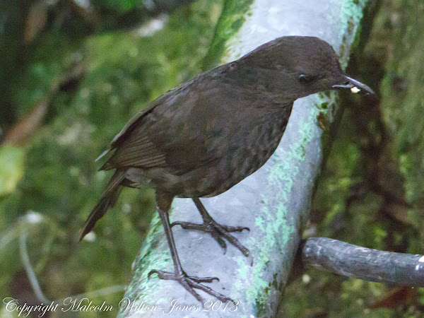 Bornean Whistling Thrush | Project Noah
