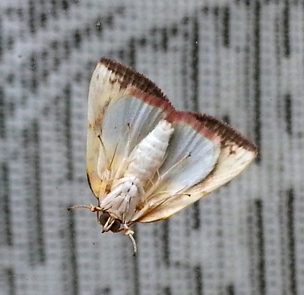 Nolid Moth | Project Noah