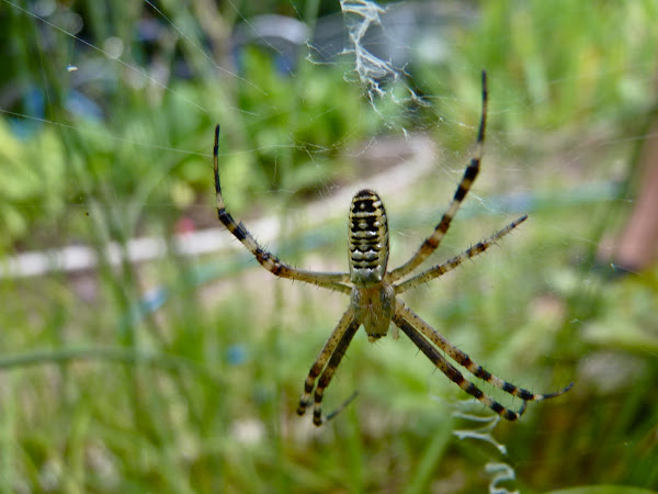 female Banded garden spider | Project Noah