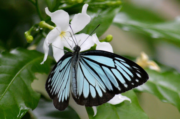 Indian Wanderer | Project Noah