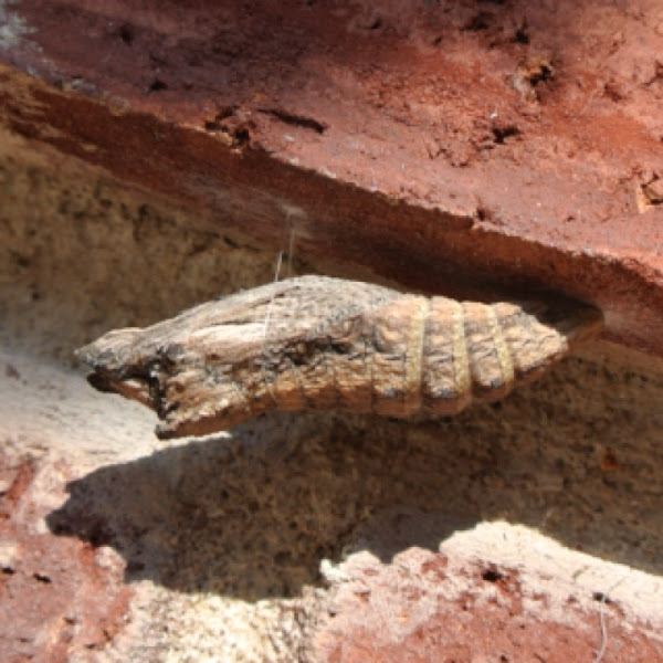 Black Swallowtail Chrysalis | Project Noah