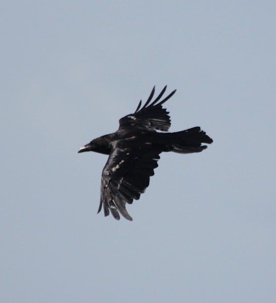 Raven | Project Noah