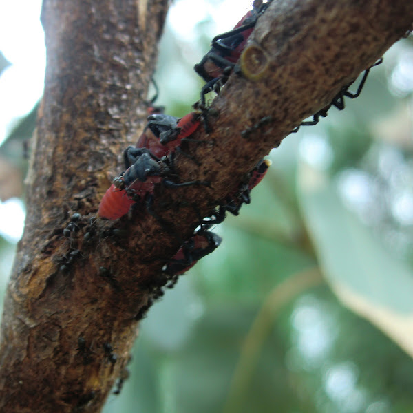 Common Jassid | Project Noah