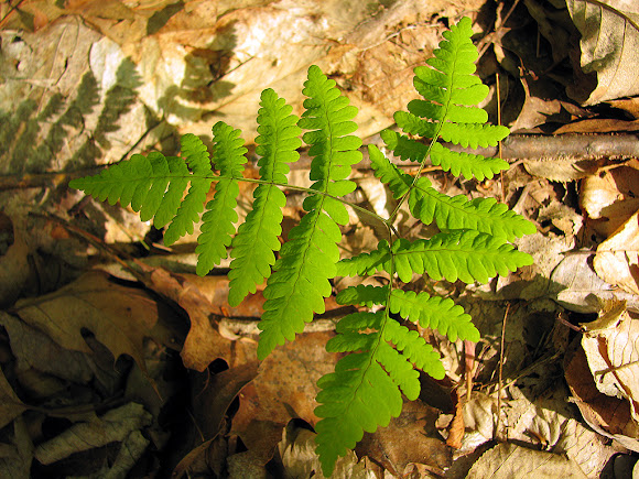 Oak Fern | Project Noah