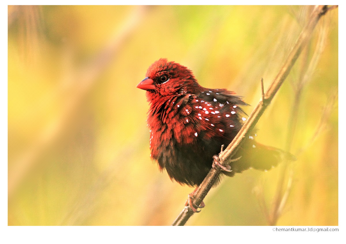 Red Avadavat | Project Noah