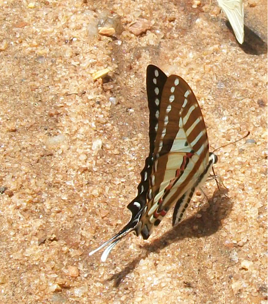 Spot swordtail | Project Noah