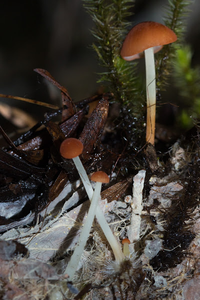 Marasmius elegans | Project Noah