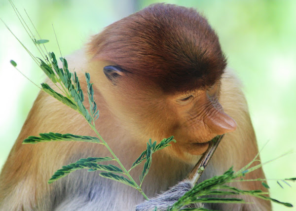 Proboscis Monkey | Project Noah