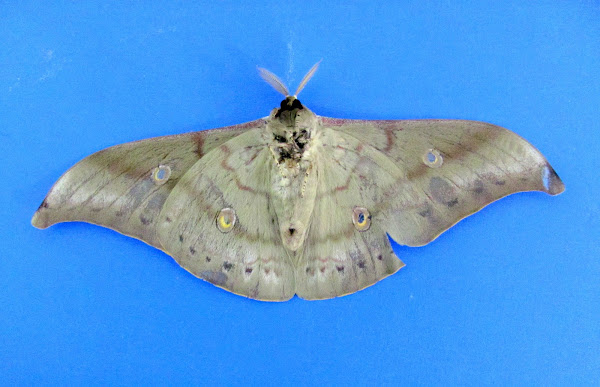 Oak-Tussar Silk Moth | Project Noah