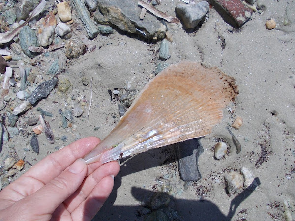 Rough Penshell (Πίννα) | Project Noah