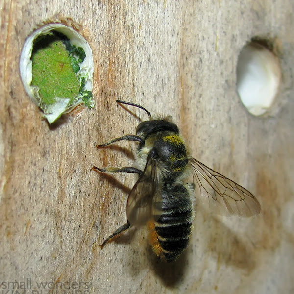 Leafcutter Bee Nesting | Project Noah