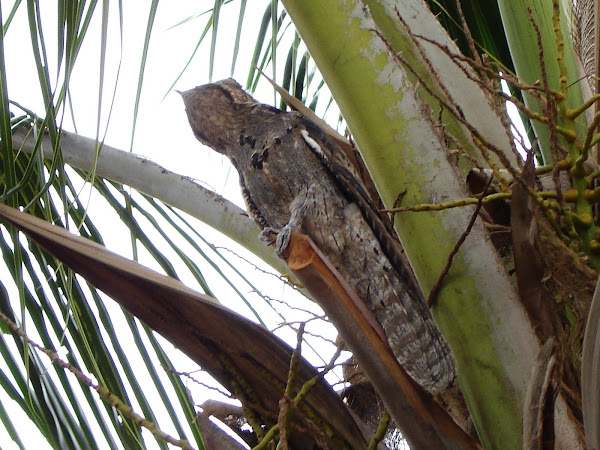 Urutal ou Mãe da Lua | Project Noah