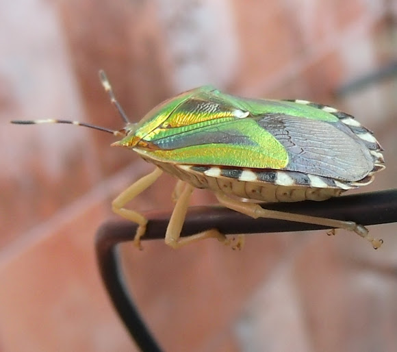 Mattiphus Shield Bug | Project Noah