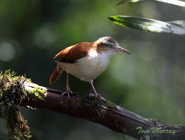 Pacific Hornero | Project Noah