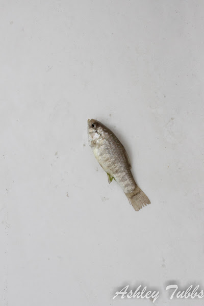 Sheepshead Minnow | Project Noah