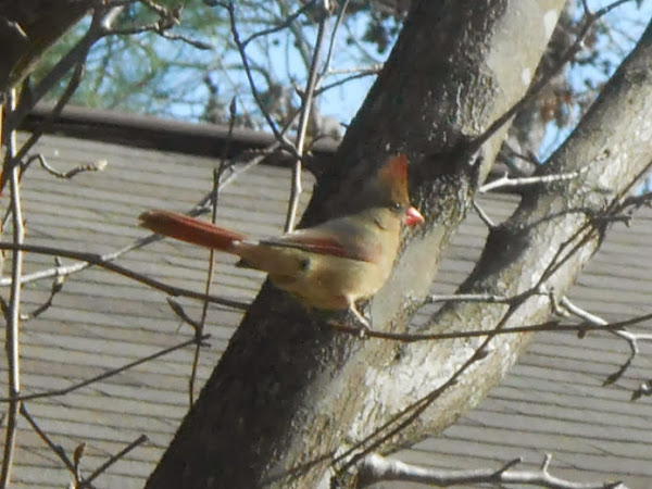 Cardinal | Project Noah