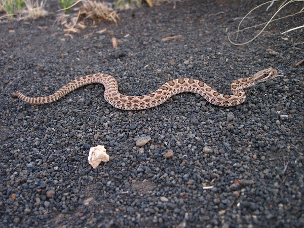 Prairie Rattler | Project Noah