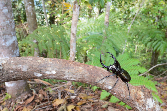 giant rhinoceros beetle | Project Noah