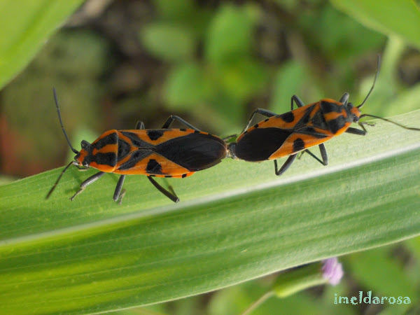 mating Red Cotton Bug | Project Noah