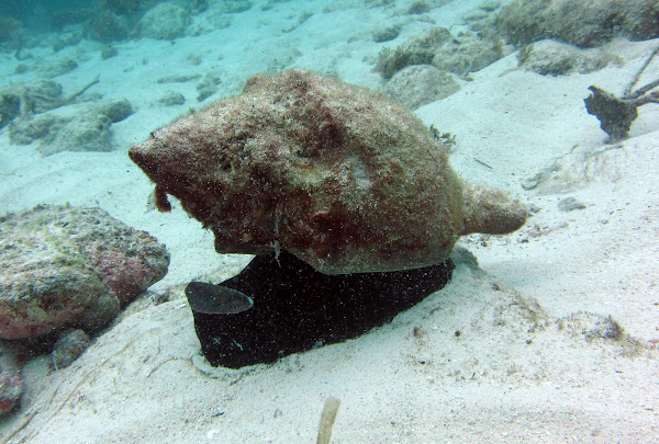 West Indian Chank Shell | Project Noah