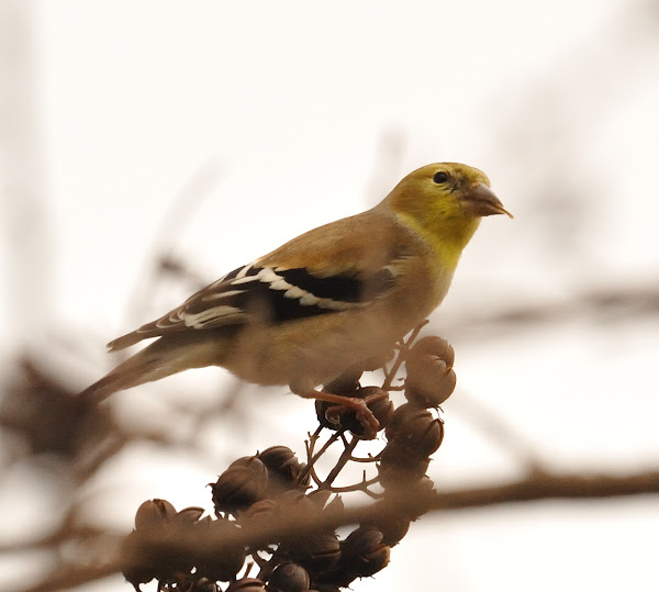 American Goldfinches | Project Noah