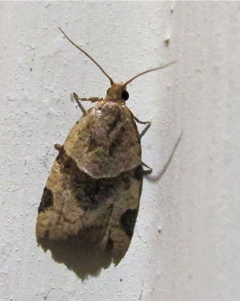Garden Tortrix Moth | Project Noah