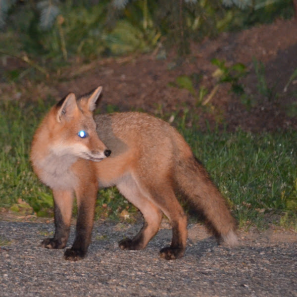 Red Fox | Project Noah