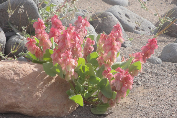 Sorrel, Bladder dock, Rosy dock, Ruby dock | Project Noah