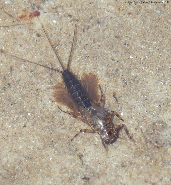 Mayfly | Project Noah