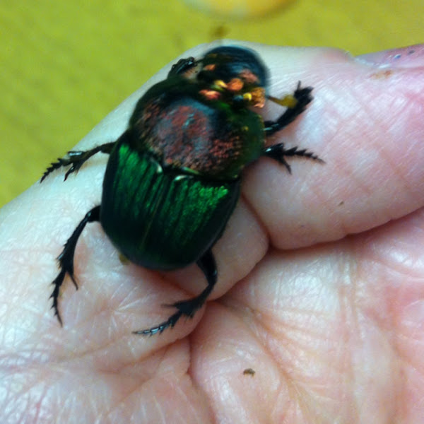 Rainbow Scarab | Project Noah