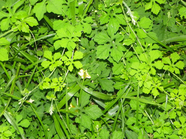 Wild Balsam Apple | Project Noah