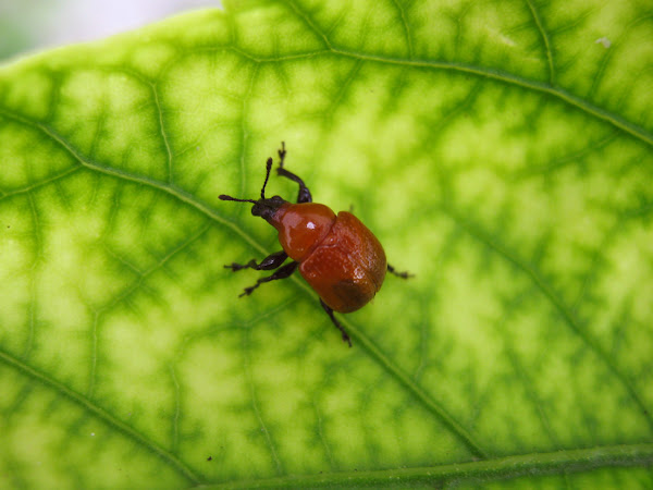 Leaf-rolling Weevil | Project Noah
