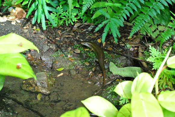 Sand Lizard/Bubuli (local name) | Project Noah
