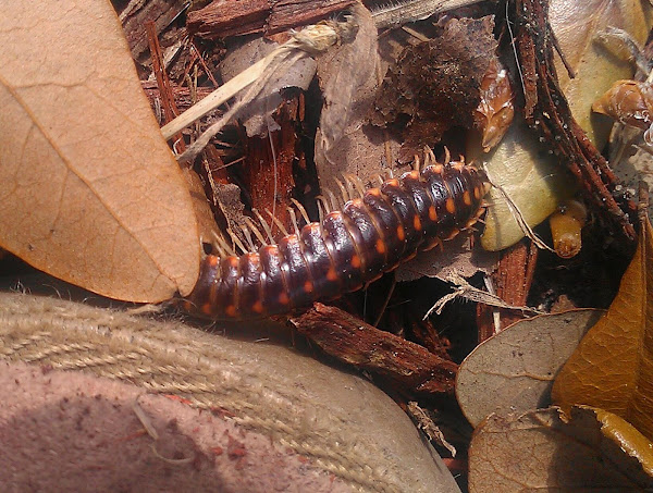 Millipede | Project Noah