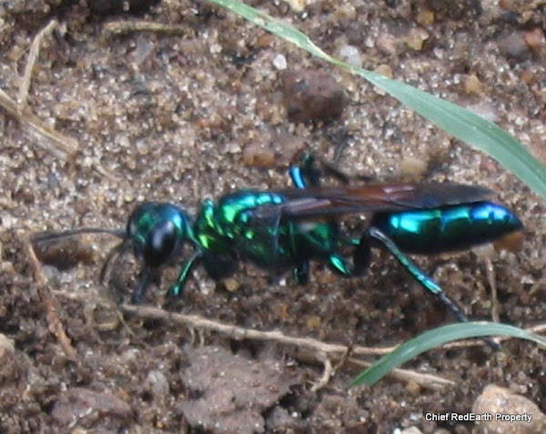 emerald cockroach wasp or jewel wasp | Project Noah