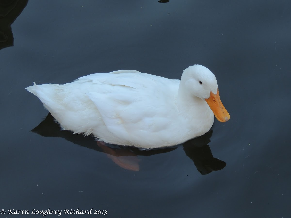 Embden geese | Project Noah