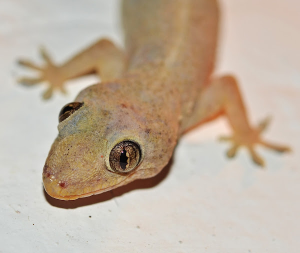 Tropical house gecko | Project Noah