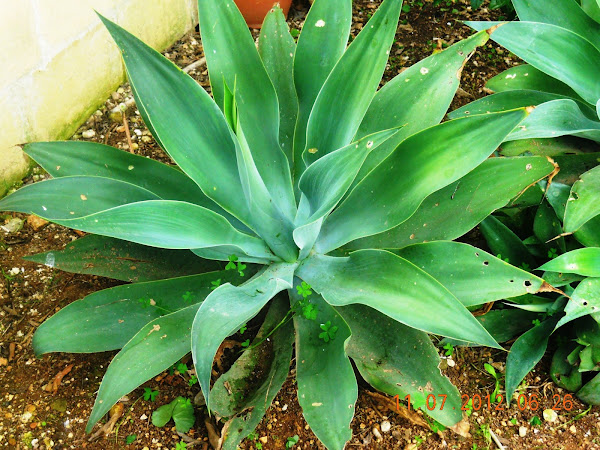 Fox Tail Agave | Project Noah