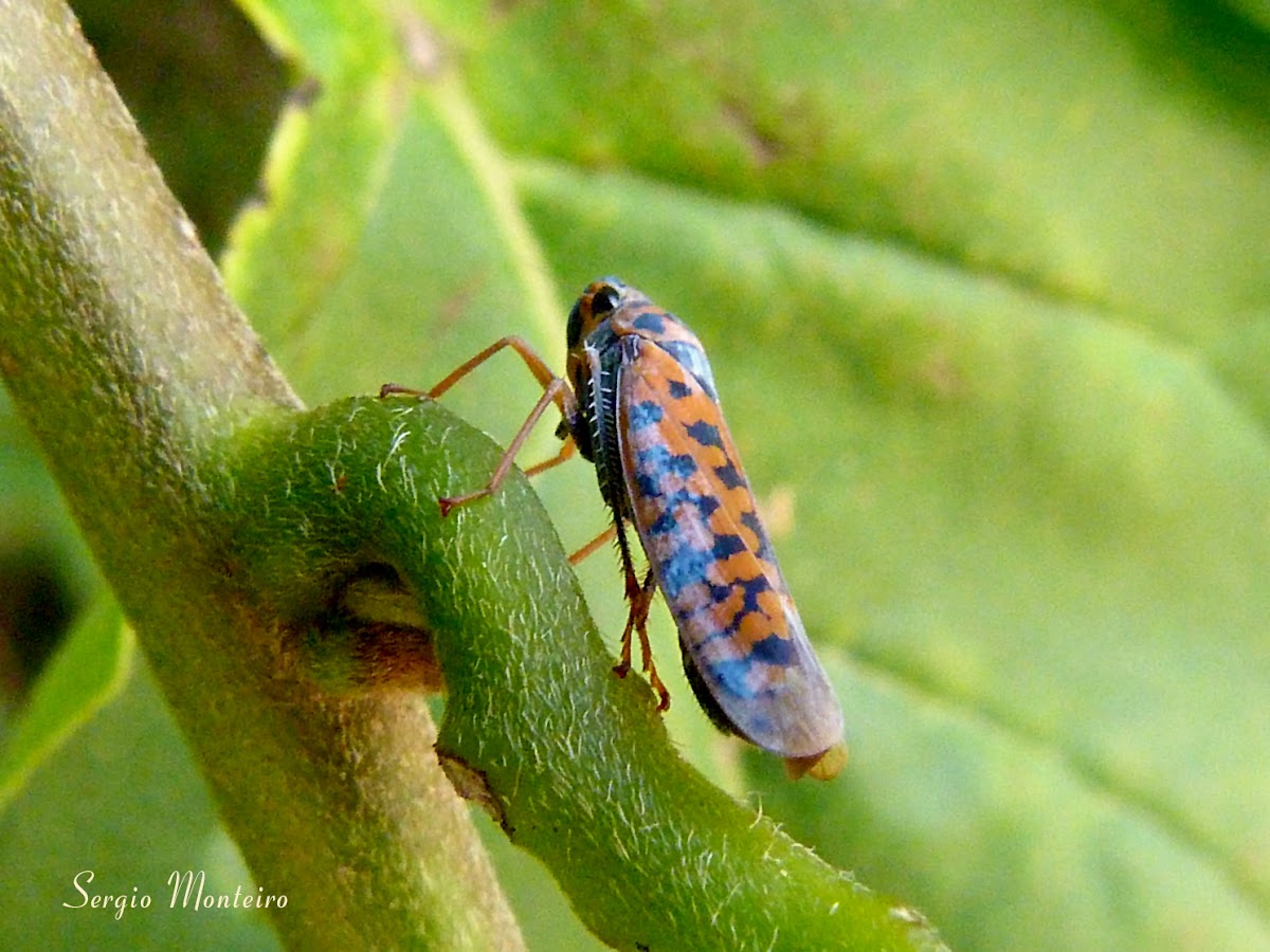Sharpshooter leafhopper | Project Noah